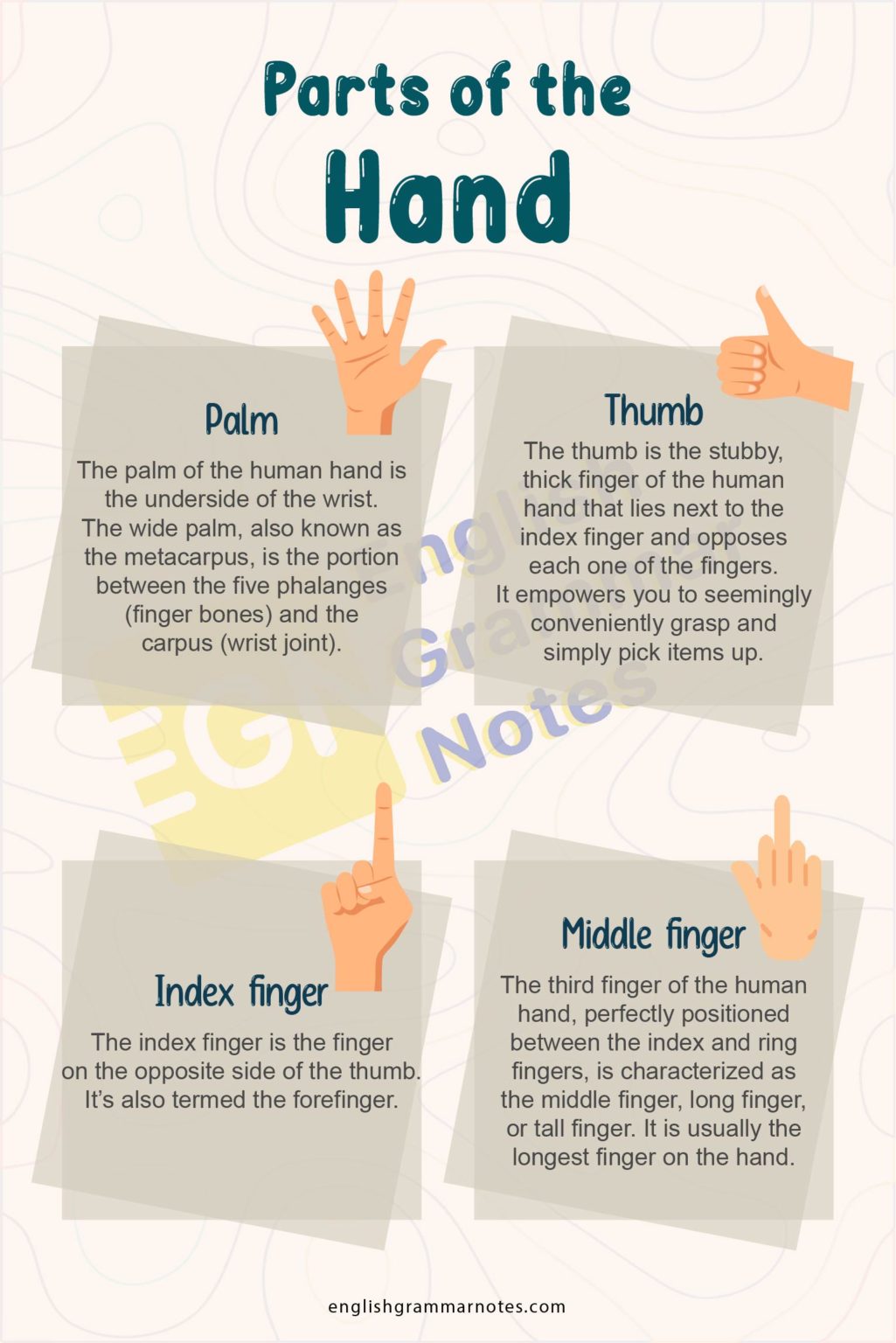 Parts of the Hand Vocabulary | List of Parts of the Hand Vocabulary ...