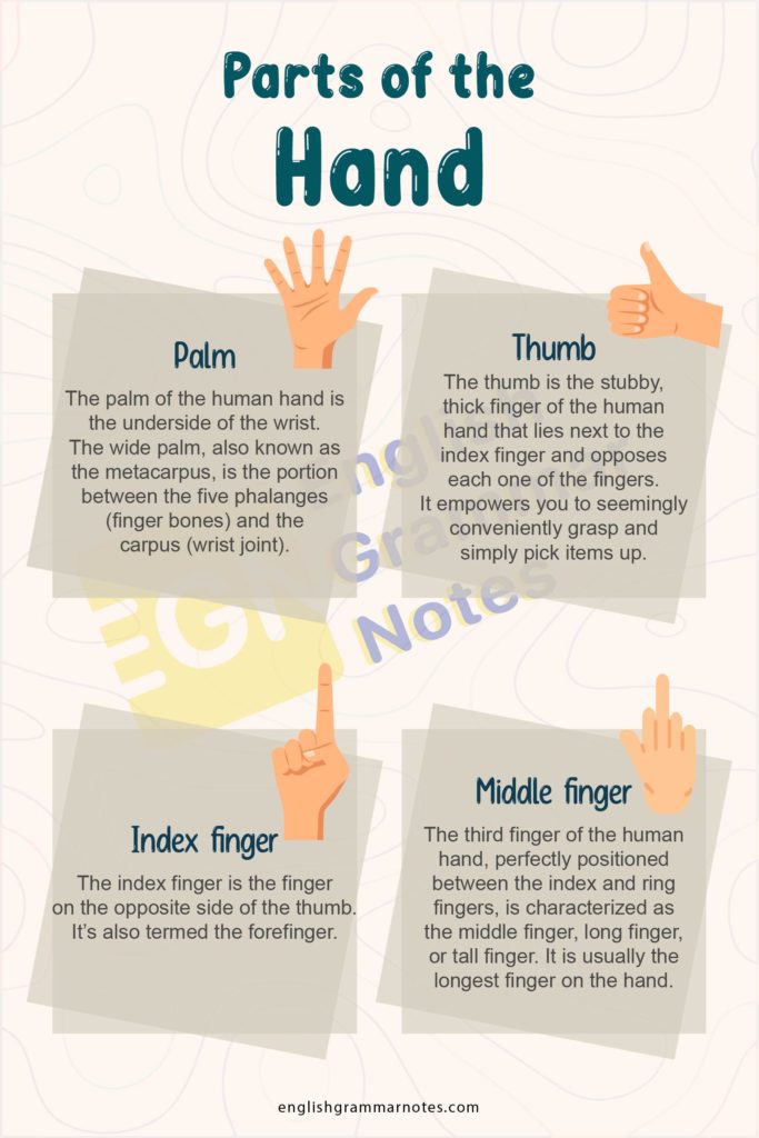 Parts of the Hand Vocabulary | List of Parts of the Hand Vocabulary ...