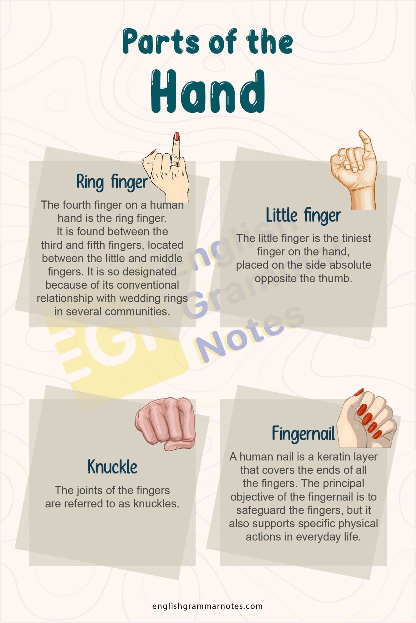 Parts of the Hand Vocabulary | List of Parts of the Hand Vocabulary ...