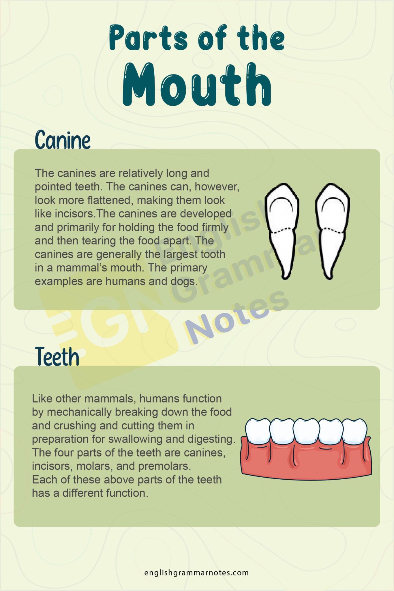 Parts of the Mouth Vocabulary | List of Parts of Mouth Vocabulary With ...