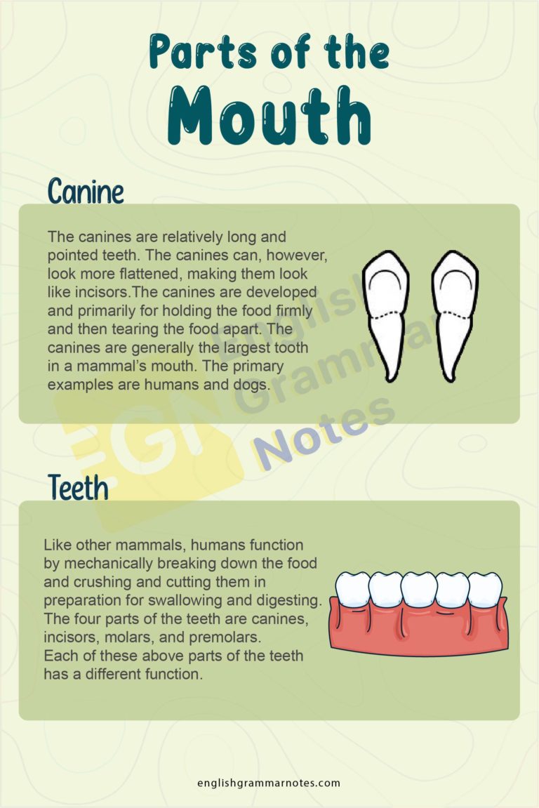 Parts of the Mouth Vocabulary | List of Parts of Mouth Vocabulary With ...