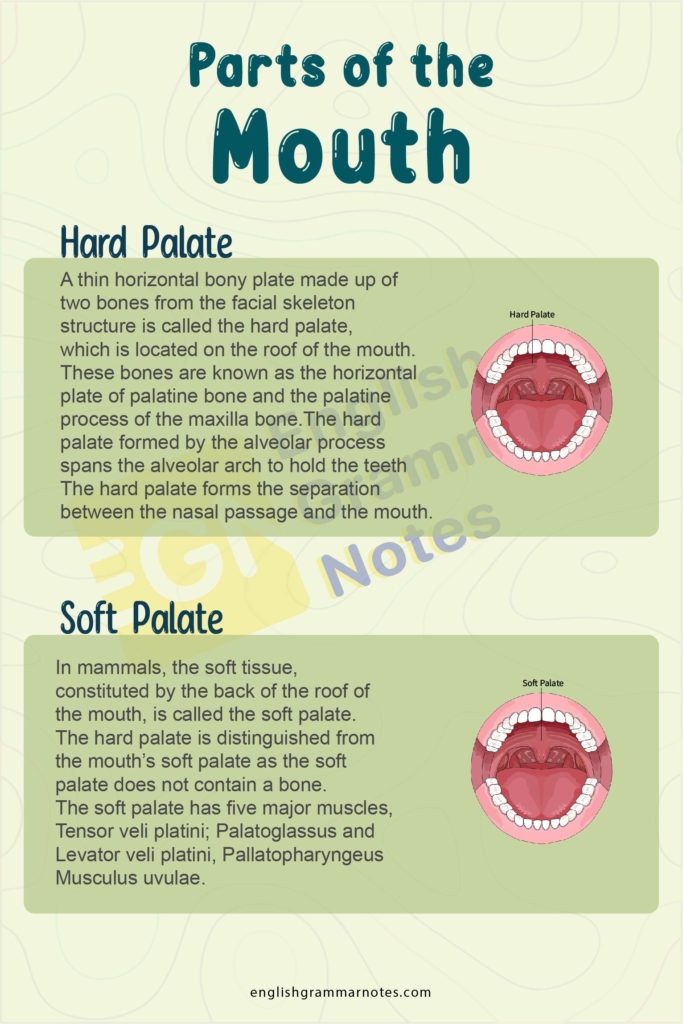Parts of the Mouth Vocabulary | List of Parts of Mouth Vocabulary With ...