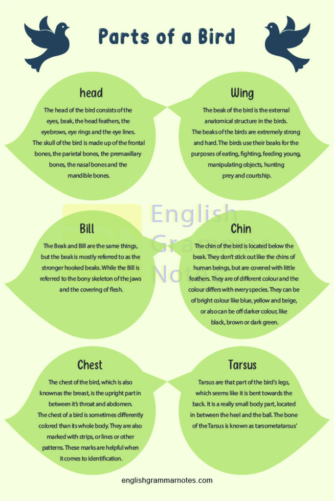 Parts of a Bird | List of Parts of a Bird With Description and Images ...