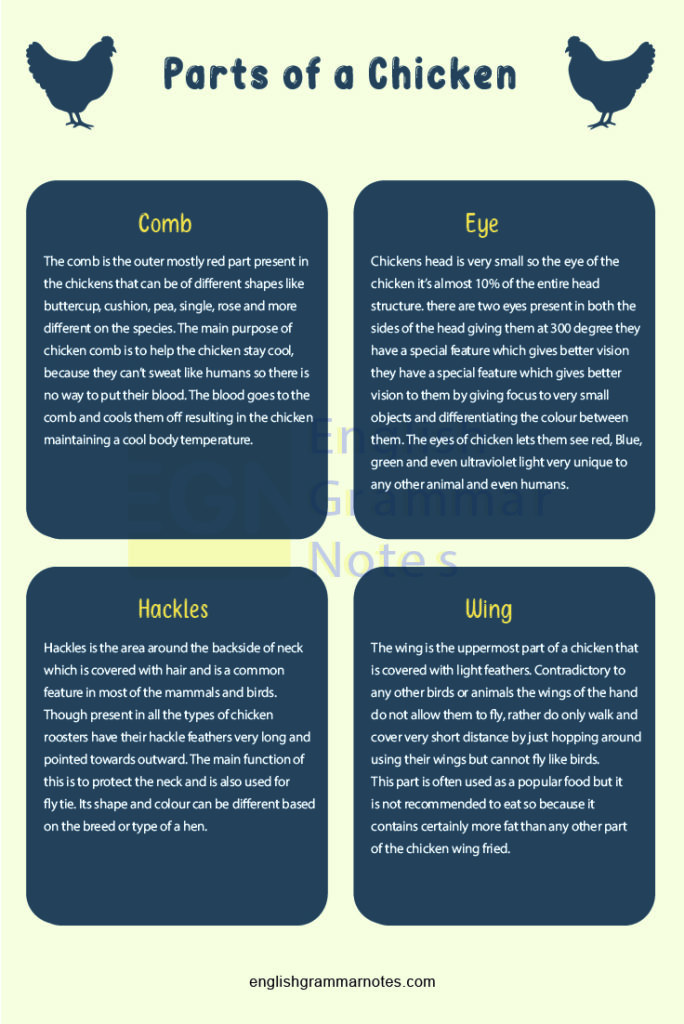 Parts of a Chicken | List of Parts of a Chicken With Description ...