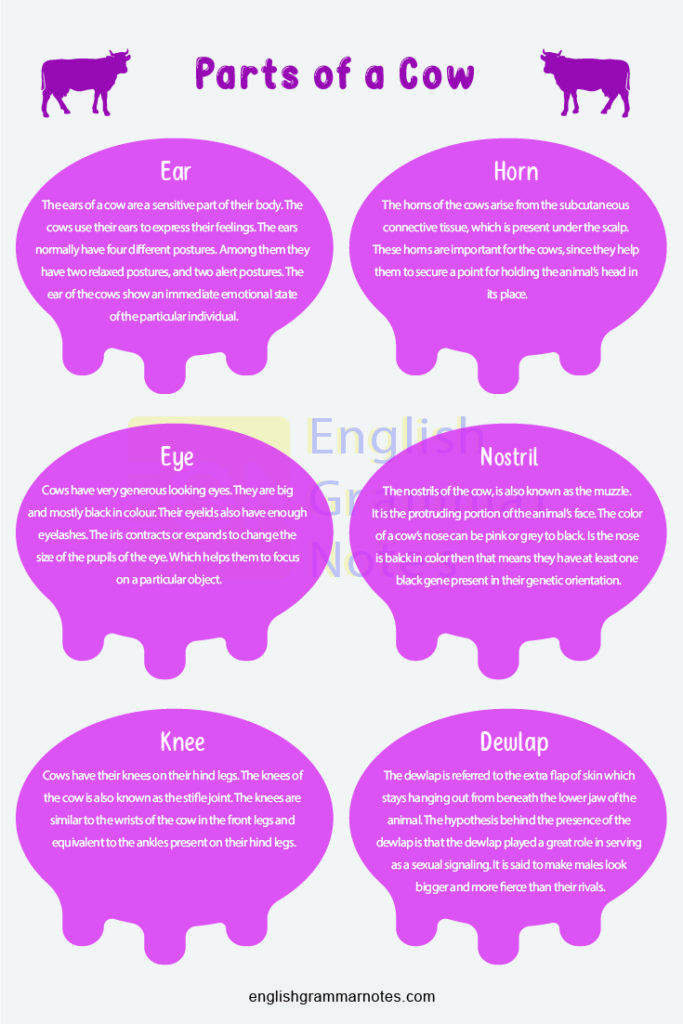 Parts of a Cow | List of Parts of a Cow With Description and Images ...