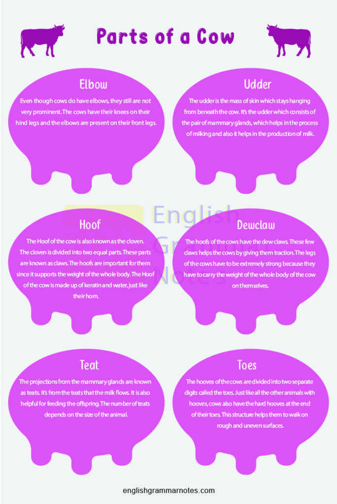 Parts of a Cow | List of Parts of a Cow With Description and Images ...