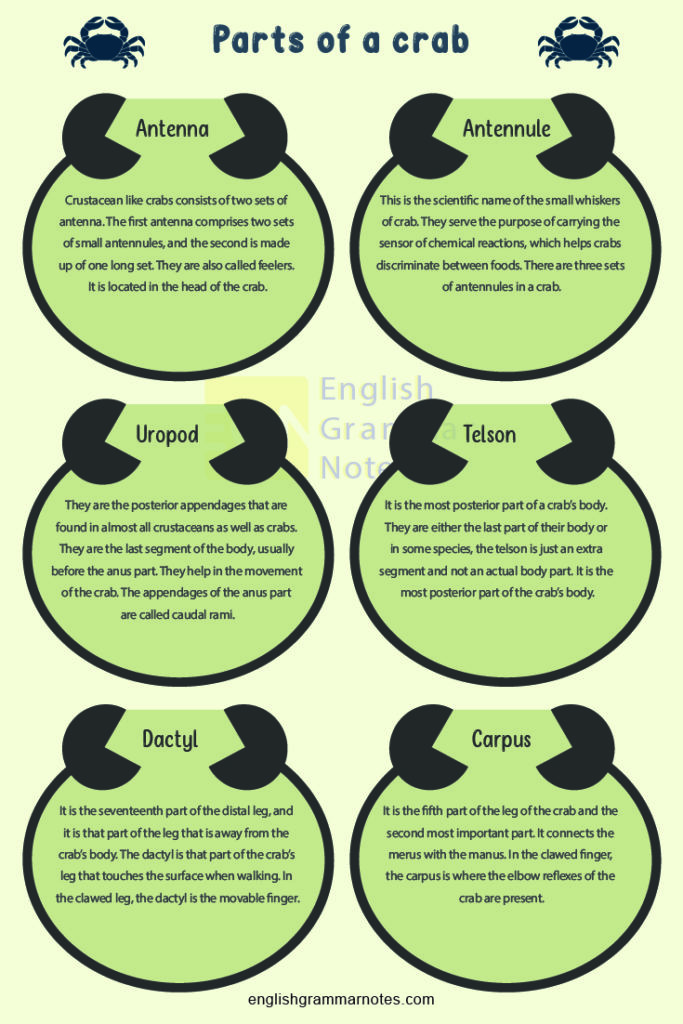 Parts of a Crab | List of Parts of a Crab With Description and Images ...