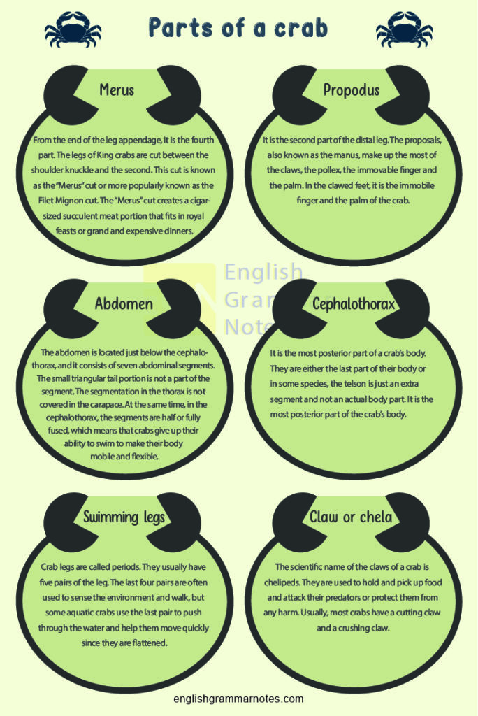 Parts of a Crab | List of Parts of a Crab With Description and Images ...