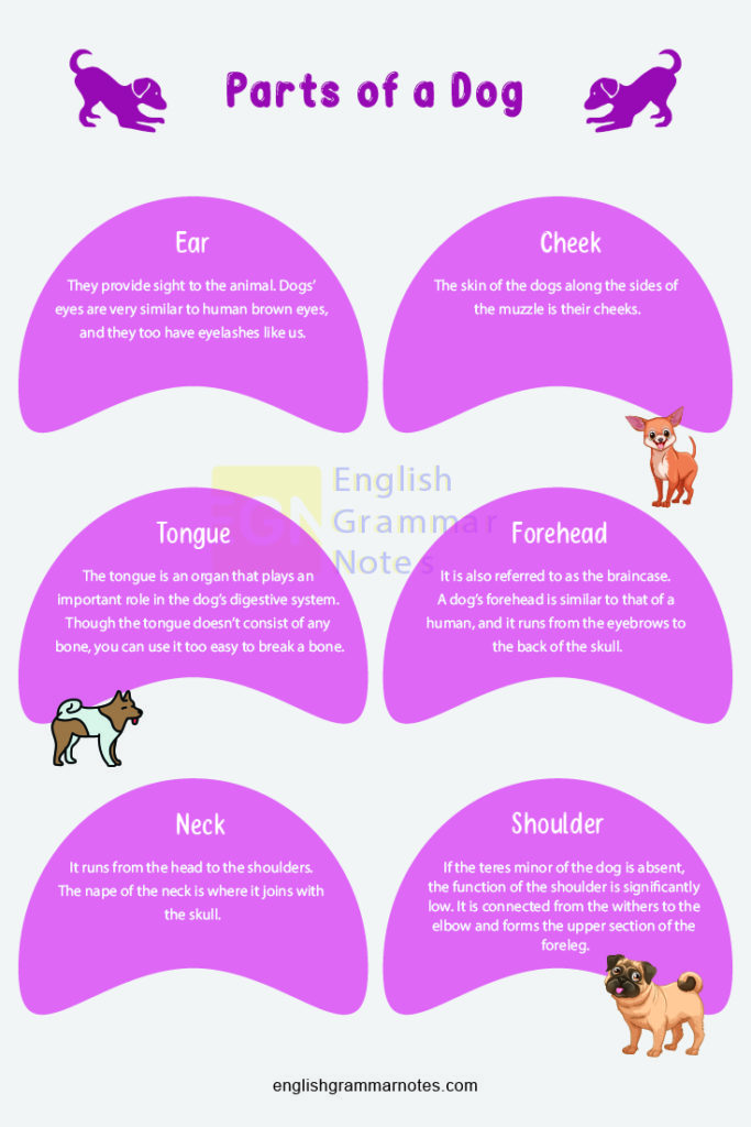 Parts of a Dog | List of Parts of a Dog With Description – English ...