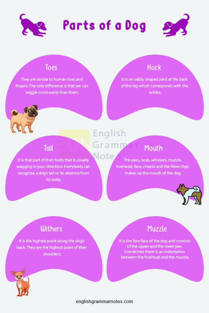 Parts of a Dog | List of Parts of a Dog With Description – English ...