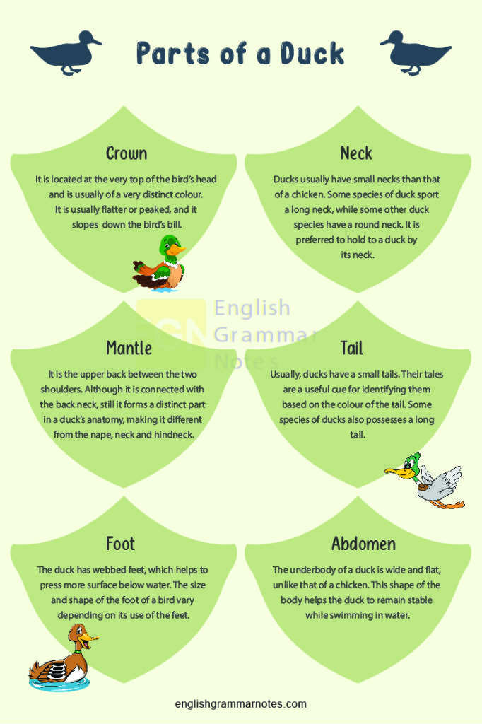 Parts of a Duck | List of Parts of a Duck With Description and Images ...