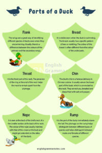 Parts of a Duck | List of Parts of a Duck With Description and Images ...