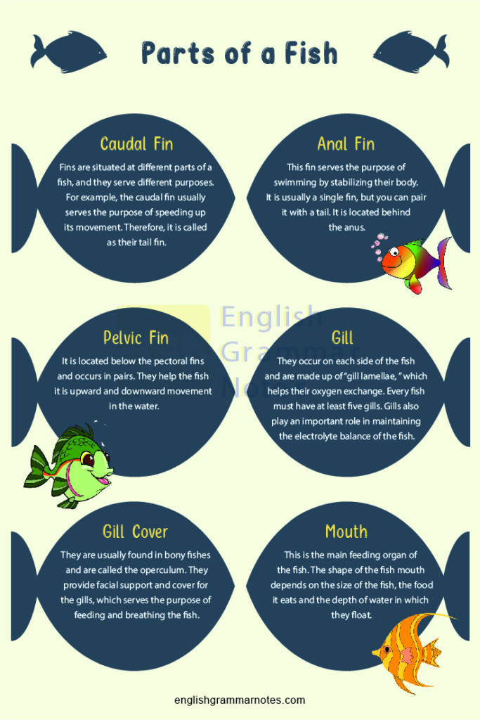 Parts of a Fish | List of Parts of a Fish With Description and Images ...