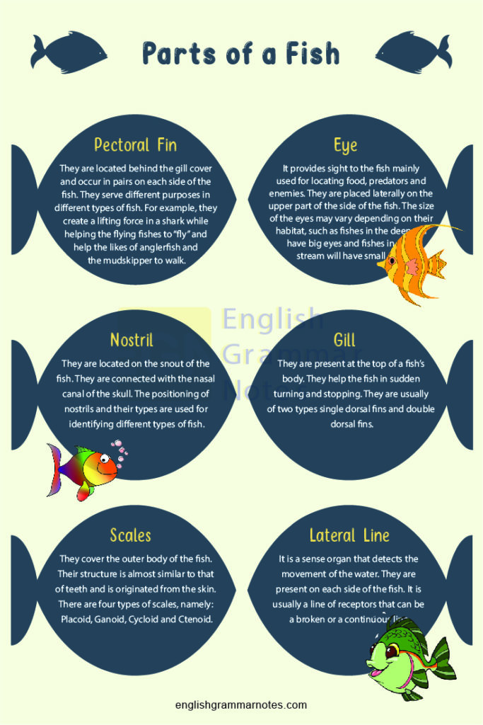 Parts of a Fish | List of Parts of a Fish With Description and Images ...