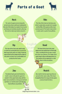 Parts of a Goat | List of Parts of a Goat With Description and Images ...