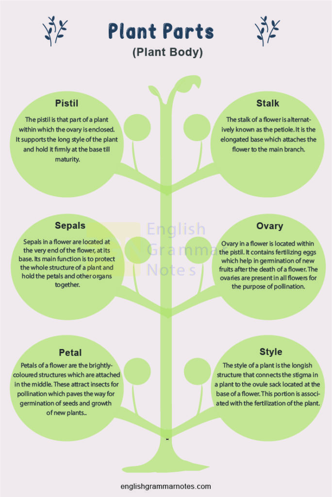 Parts of a Plant | List of Plant Parts With Description and Pictures ...