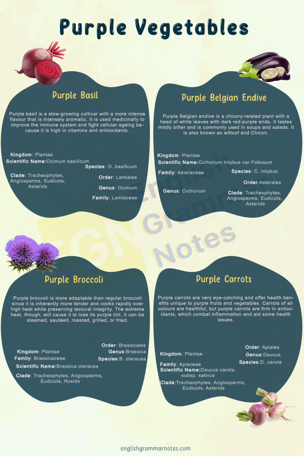 Purple Vegetables | List of Purple Vegetables With Description Pictures ...