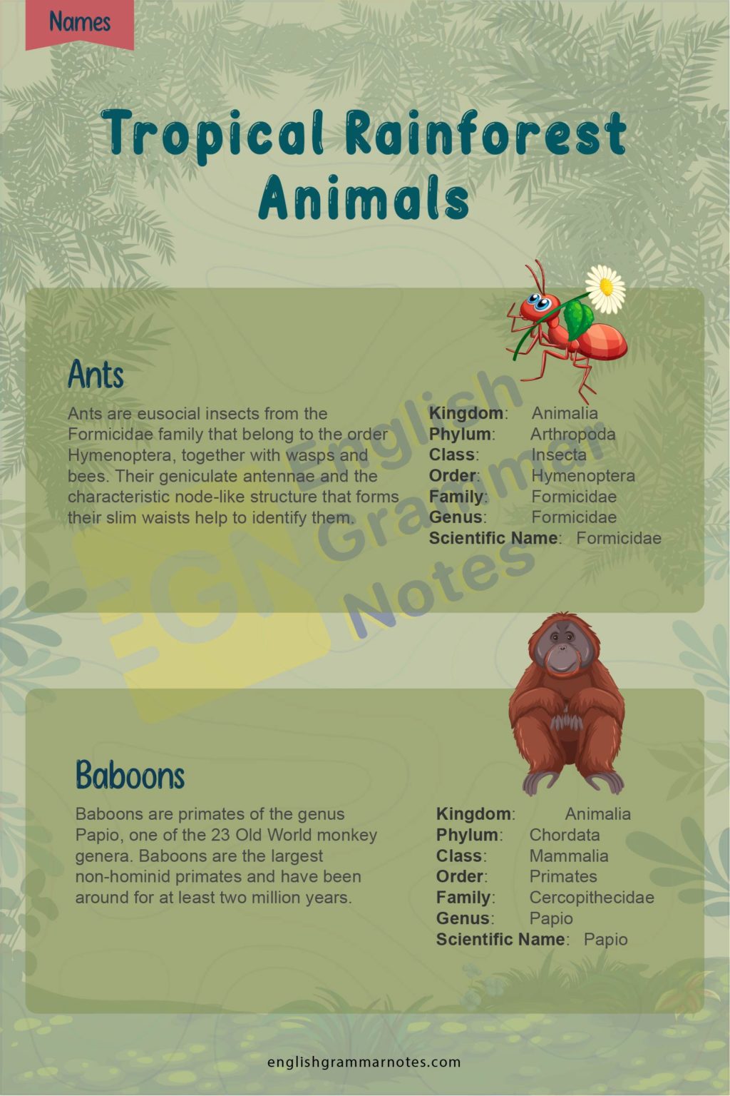 Rainforest Animals | List of Rainforest Animals With Description and ...