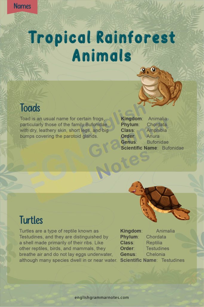 Rainforest Animals | List of Rainforest Animals With Description and ...