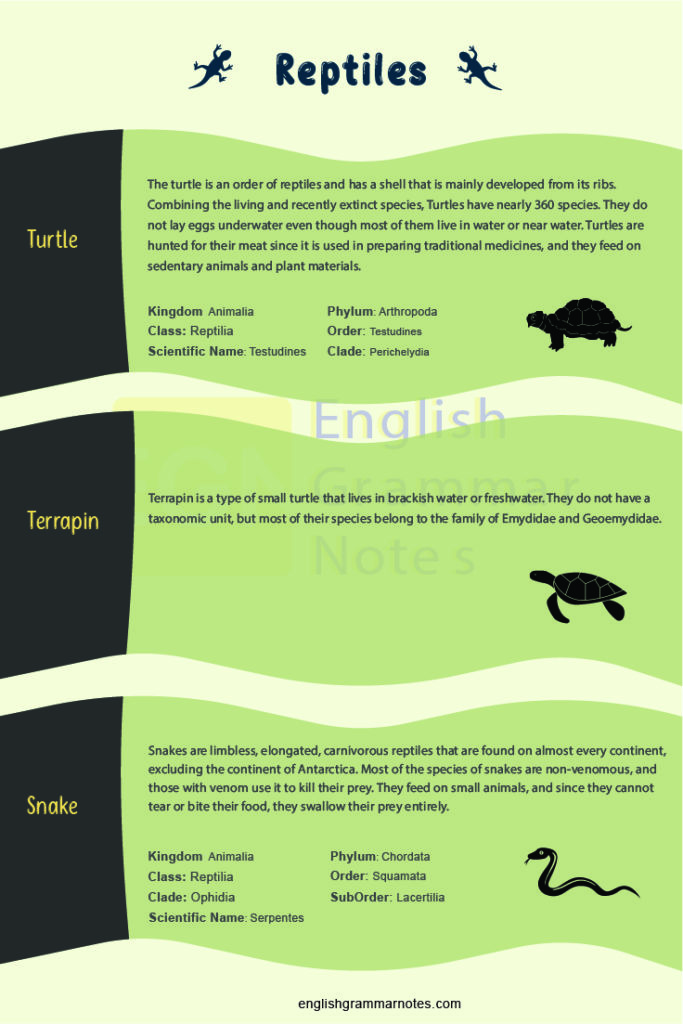 Reptiles | List of Reptiles With Description – English Grammar Notes