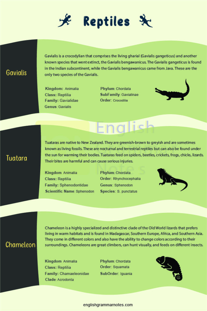 Reptiles | List of Reptiles With Description – English Grammar Notes
