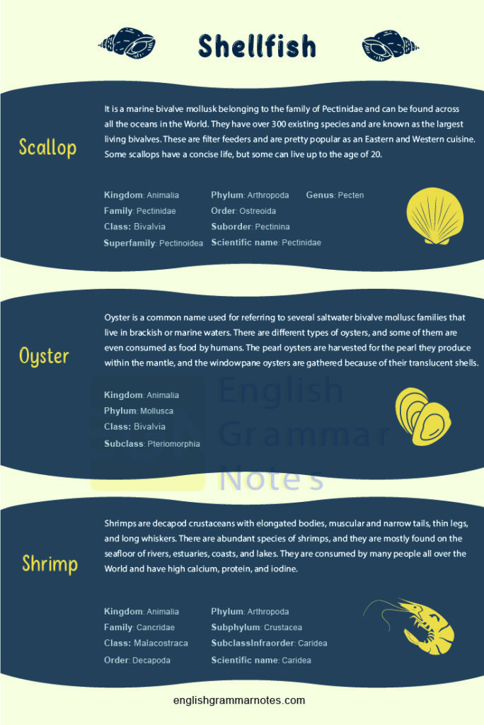 Shellfish | List of Shellfish With Description – English Grammar Notes