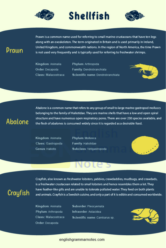 Shellfish | List of Shellfish With Description – English Grammar Notes