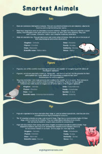 Smartest Animals | List of Smartest Animals in the World With ...