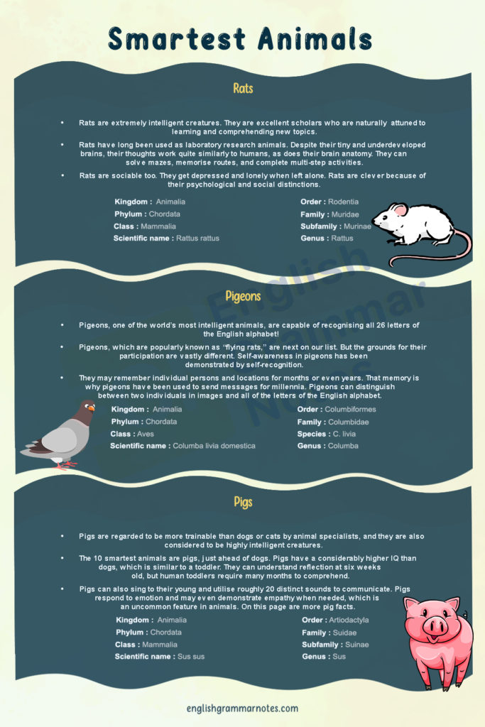 Smartest Animals | List of Smartest Animals in the World With ...