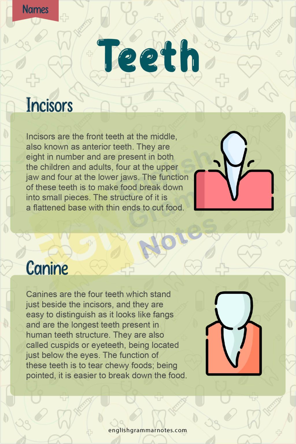 Teeth Names | List of Teeth Names With Description – English Grammar Notes