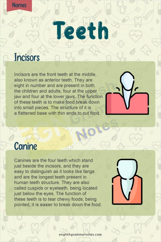 Teeth Names | List of Teeth Names With Description – English Grammar Notes