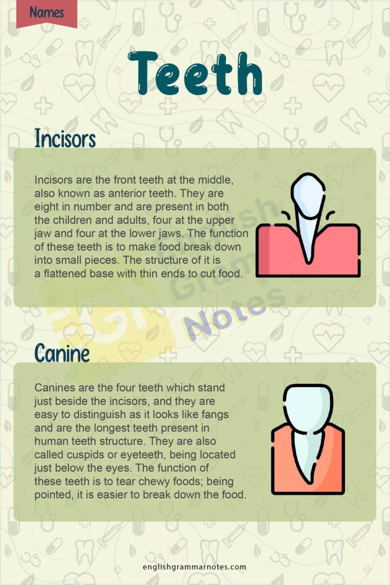 Teeth Names | List of Teeth Names With Description – English Grammar Notes