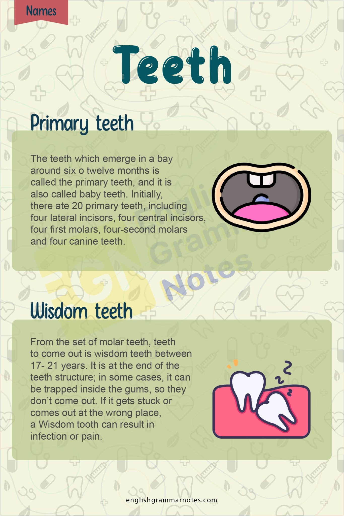 Teeth Names | List of Teeth Names With Description – English Grammar Notes