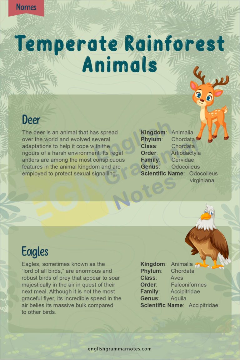 Rainforest Animals | List of Rainforest Animals With Description and ...