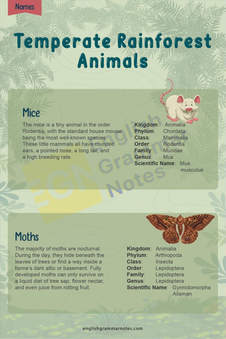 Rainforest Animals | List of Rainforest Animals With Description and ...