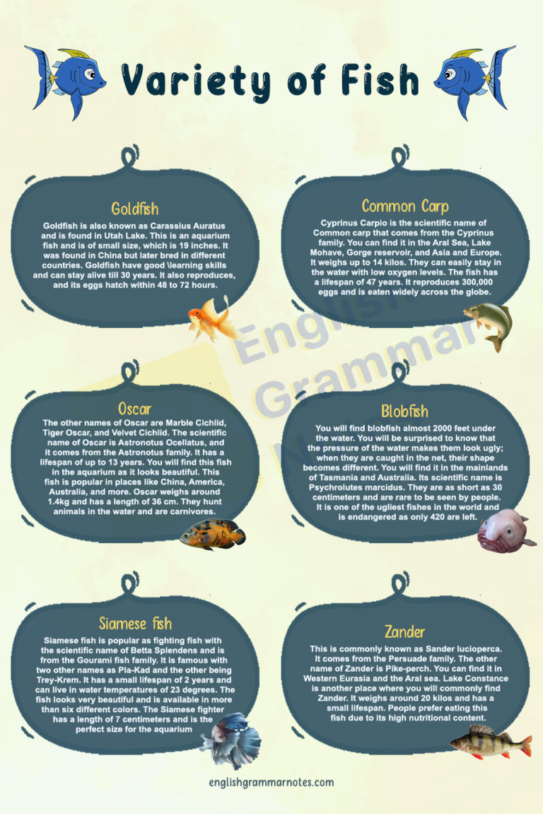 Types of Fish | List of Different Varieties of Fish and Sharks In The ...