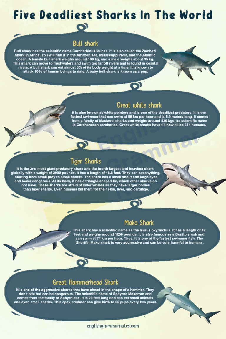 Types of Fish | List of Different Varieties of Fish and Sharks In The ...