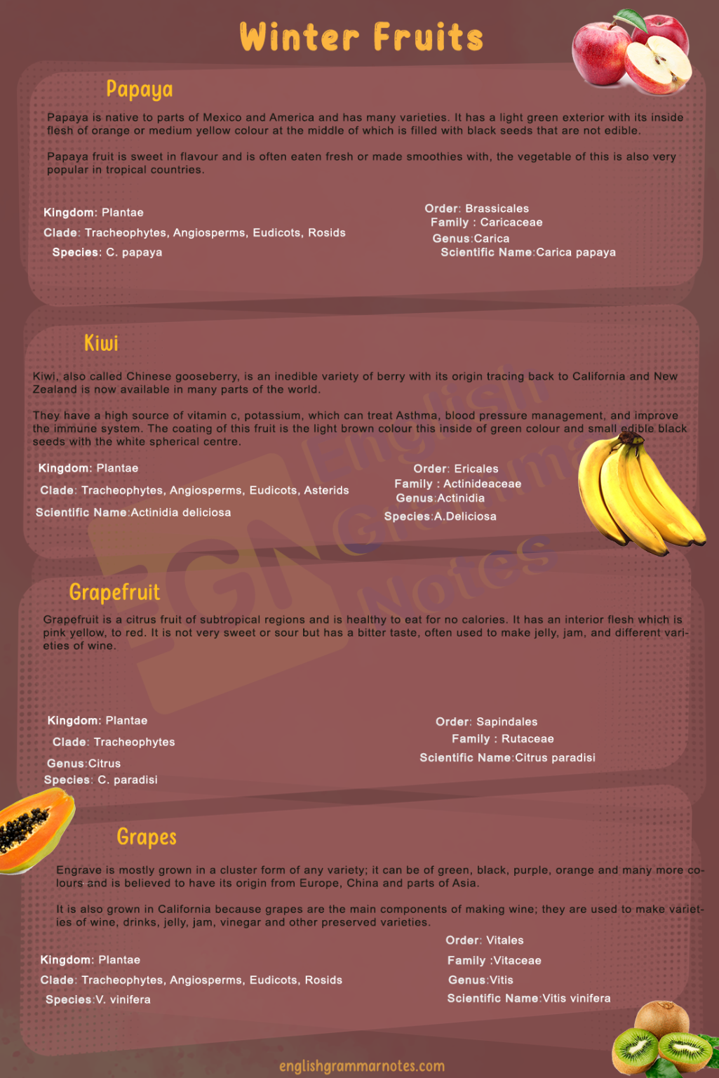 Winter Fruits | List of Winter Fruits With Description and Images ...