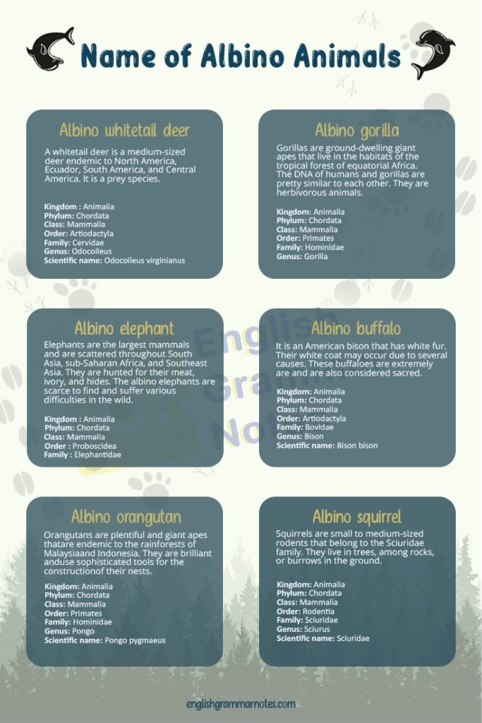 Albino Animals | List of Albino Animals With Description – English ...