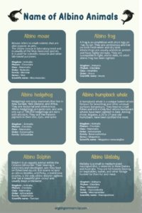 Albino Animals | List of Albino Animals With Description – English ...