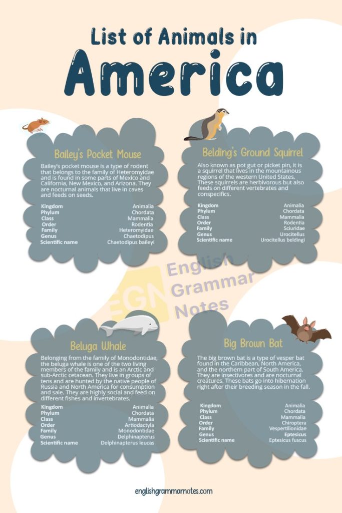 American Animals | List of American Animals With Description and ...