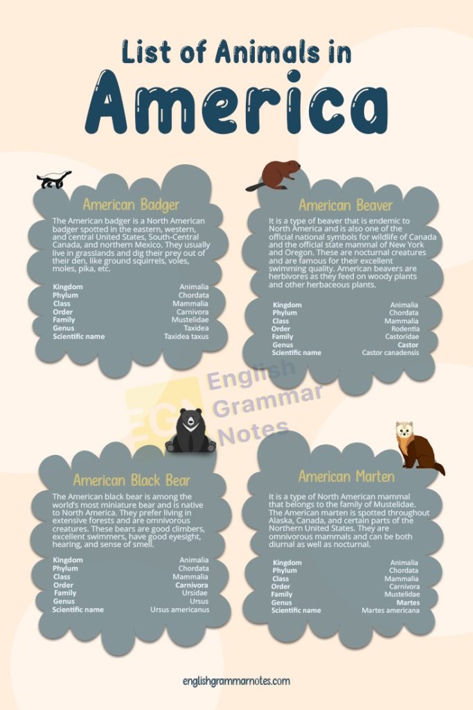 American Animals | List of American Animals With Description and ...