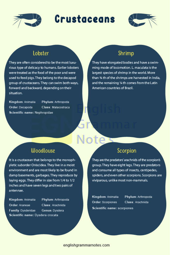 Crustaceans | List of Crustaceans With Description and Images – English ...