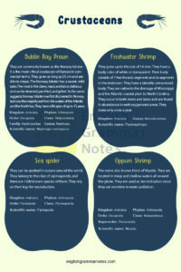 Crustaceans | List of Crustaceans With Description and Images – English ...