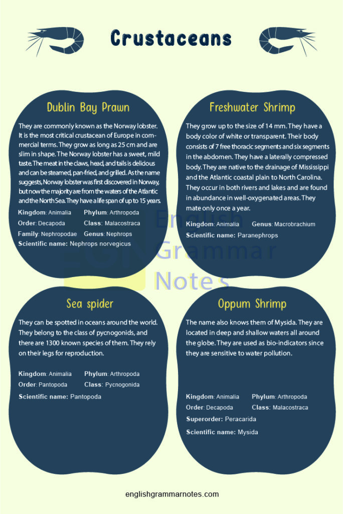 Crustaceans | List of Crustaceans With Description and Images – English ...