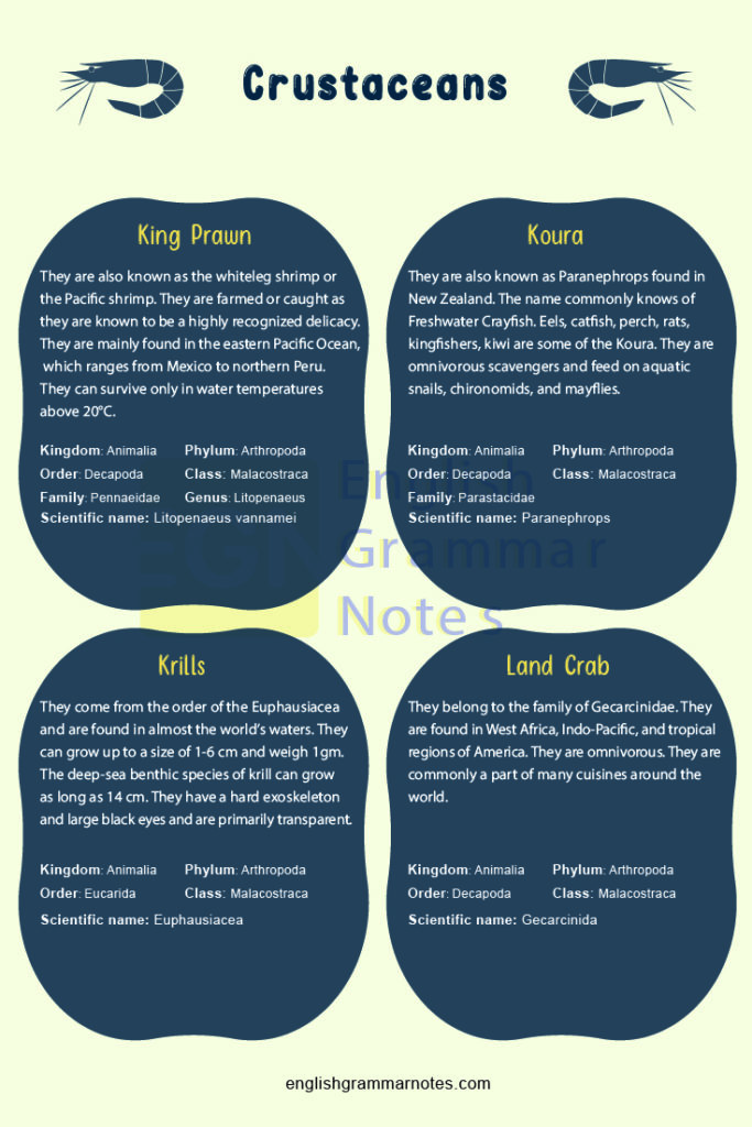 Crustaceans | List of Crustaceans With Description and Images – English ...