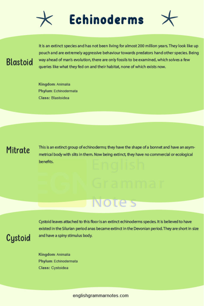Echinoderms | List of Echinoderms With Description and Images – English ...