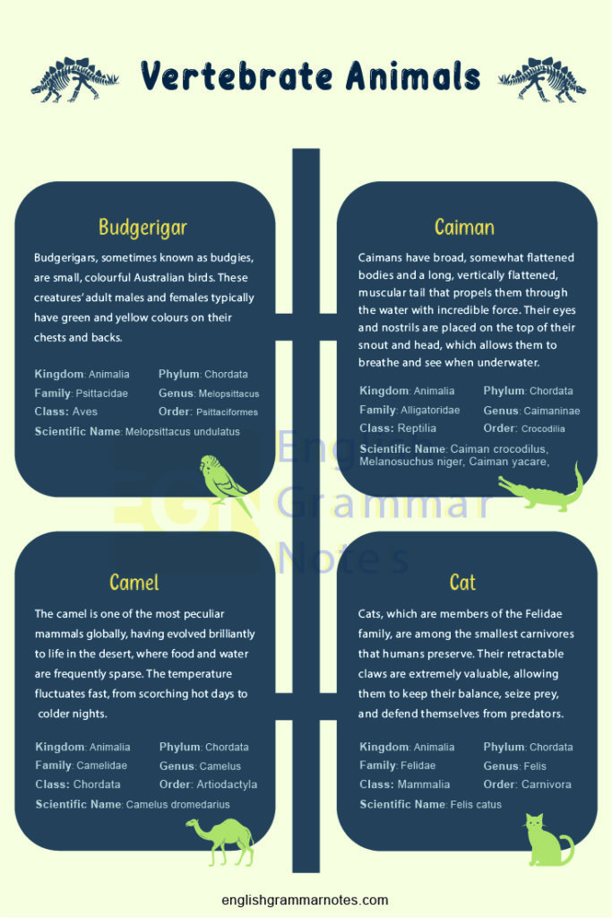 Vertebrates | List of Vertebrate Animals With Description – English ...