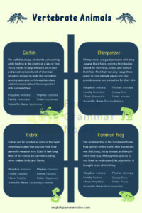 Vertebrates | List of Vertebrate Animals With Description – English ...