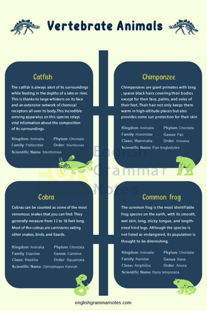 Vertebrates | List of Vertebrate Animals With Description – English ...